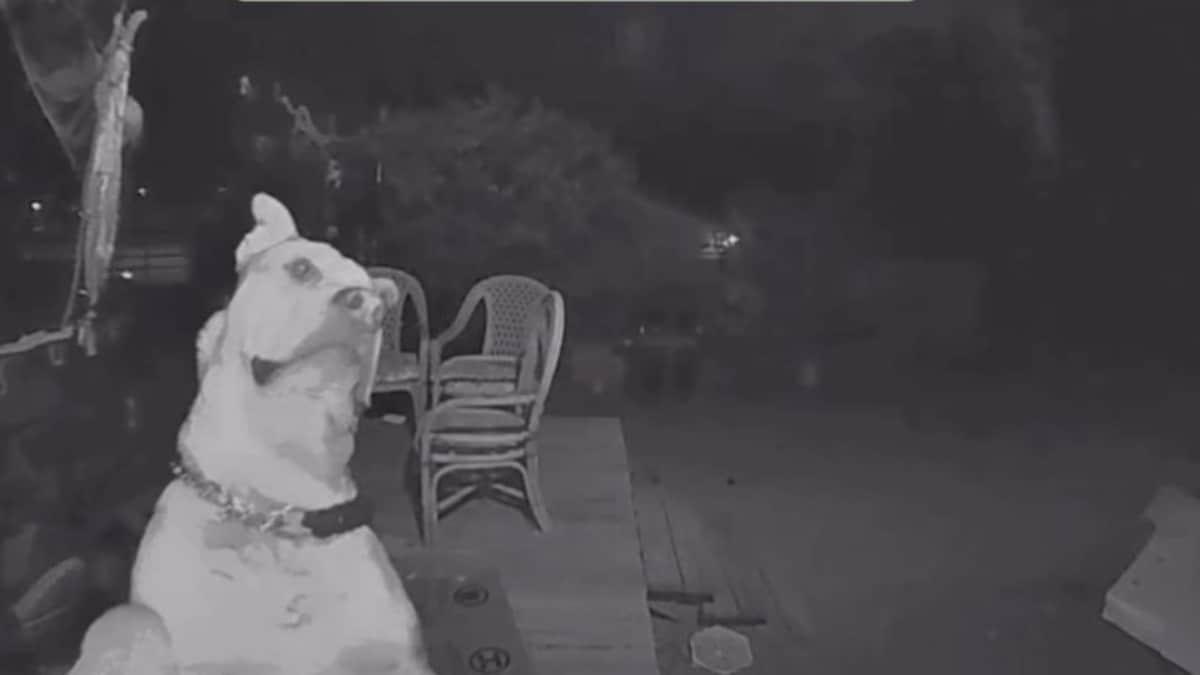 Dog Returns Home After Running Away And Pretends As If Nothing Happened ...