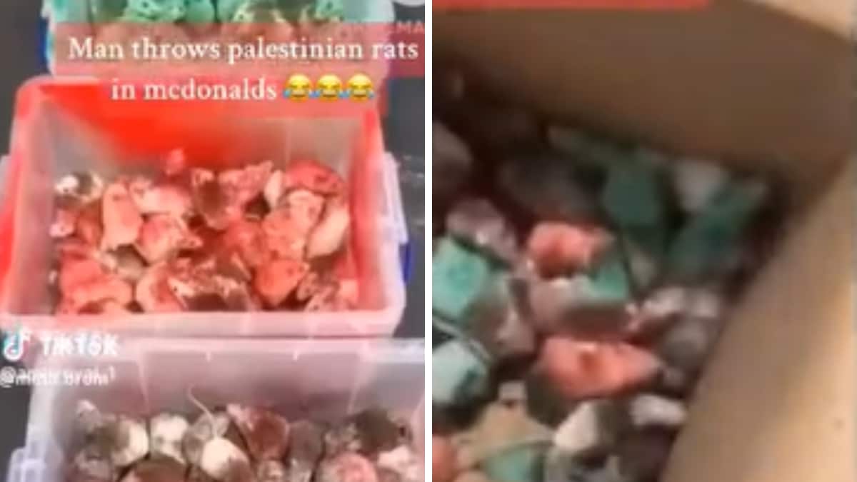 Watch: Man Releases Mice Painted In Palestinian Flag Colours At ...