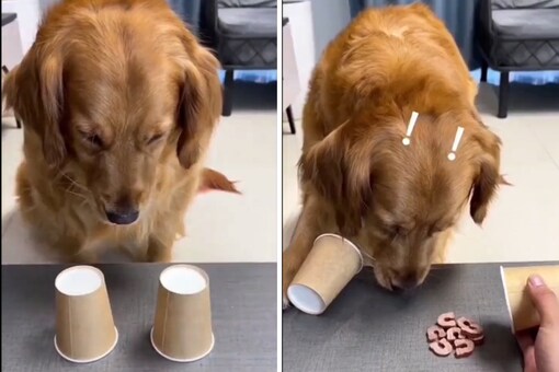 Dog Fails In Hidden Treat Game But What Happens Next Is Too Paw-dorable ...
