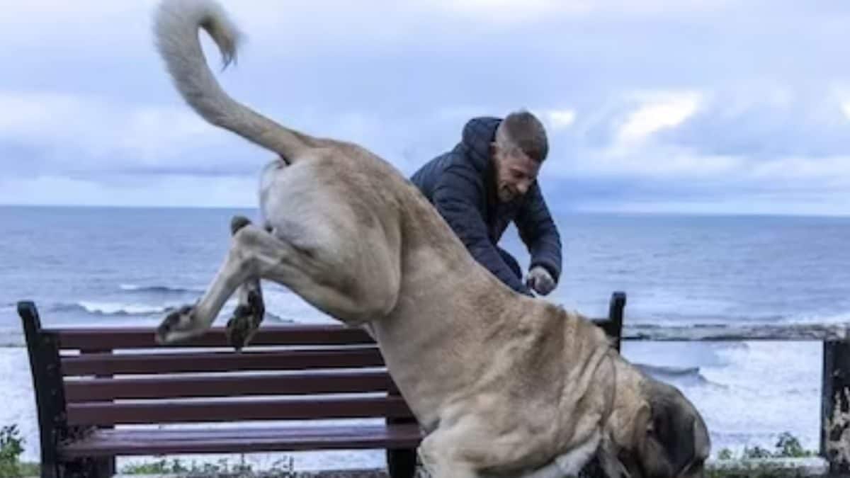 UK Man Spends Over Rs 4 Lakh Every Year To Feed His Turkish Malakli Dog ...