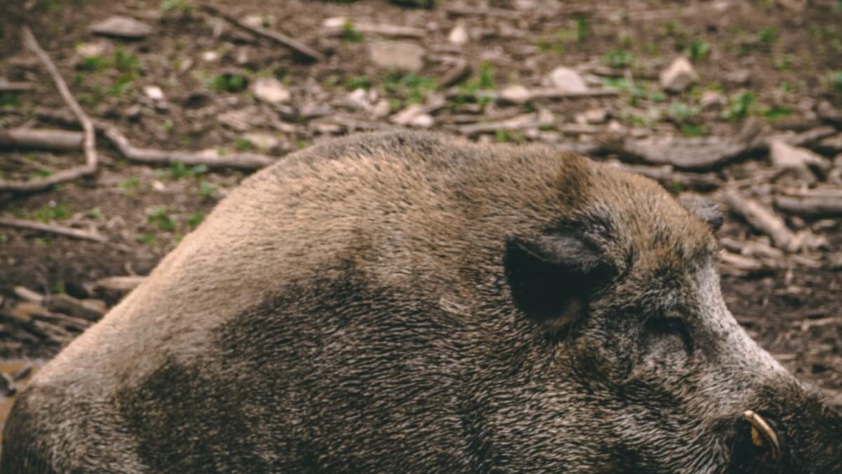 Wild Pig Steals 18 Beer Cans, Gets Drunk And Fights A Cow - News18