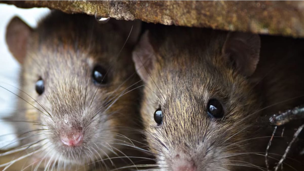 How Much Bizzare Is Too Much Bizarre? Rats Consume Seized Liquor At ...