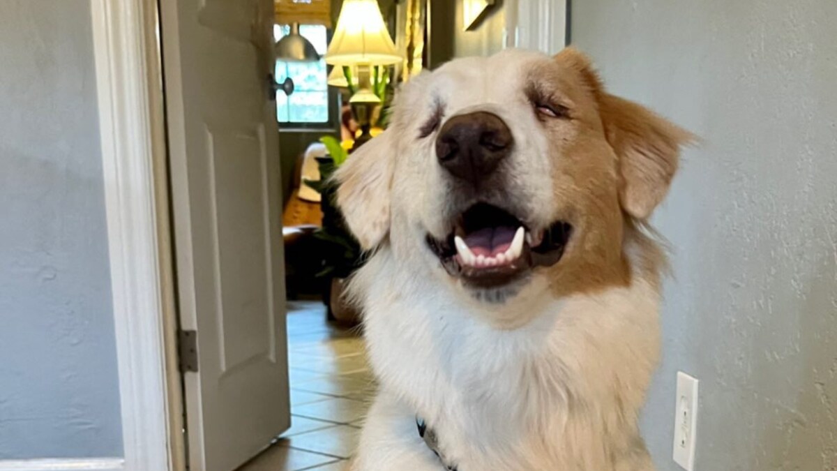 Internet In Awe Of Deaf And Blind Dog’s Unique Communication Style ...