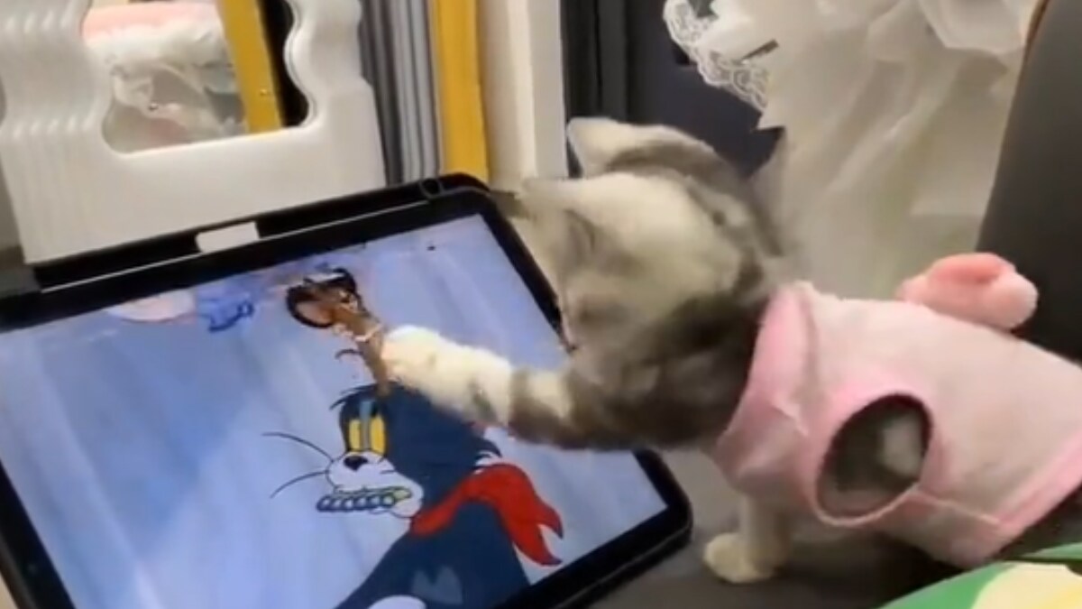 Tom and Jerry Fans, This Viral Video Of Kitten Will Make You Go 'Aww ...