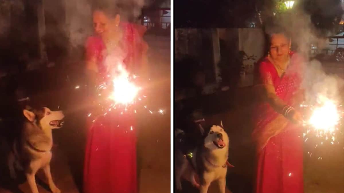 Dog's Unexpected Reaction To Firecrackers Has Internet In Disbelief ...