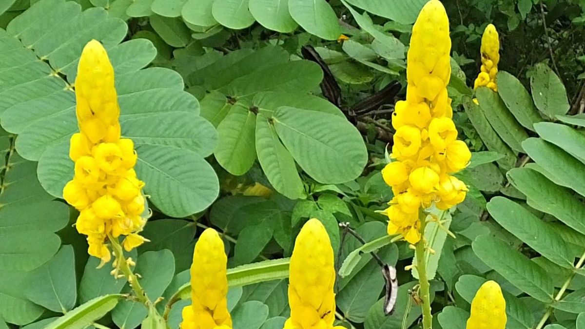 Controlling Blood Sugar To Reduces Cancer Risk, 4 Health Benefits Of ...