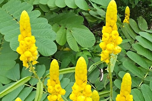 Controlling Blood Sugar To Reduces Cancer Risk, 4 Health Benefits Of ...