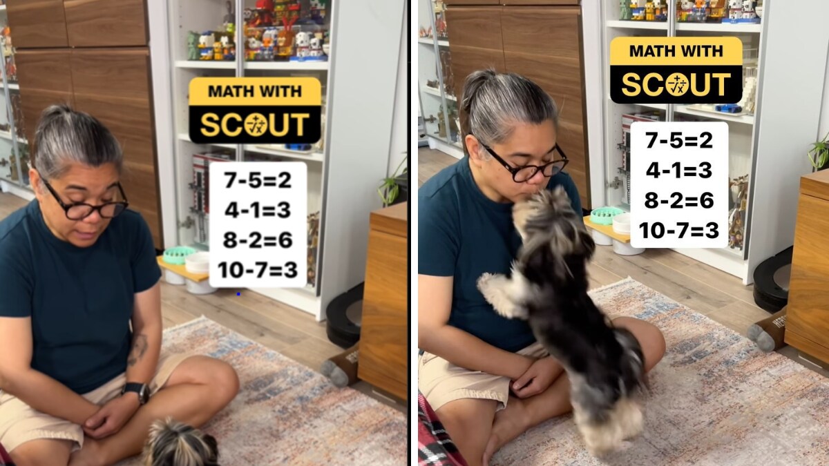 Dog Solves Maths Problems In No Time, Internet Call Him ‘Smart And ...