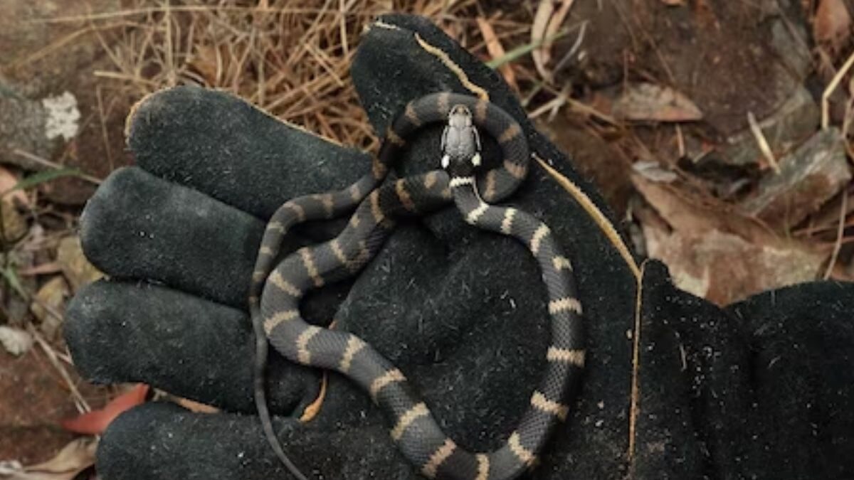 In Australia, Stephen’s Banded Snake Emerges As A Threat With No ...