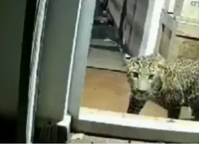 Watch: Leopard Strays Into house In Tamil Nadu’s Coonoor, Injures 6 ...