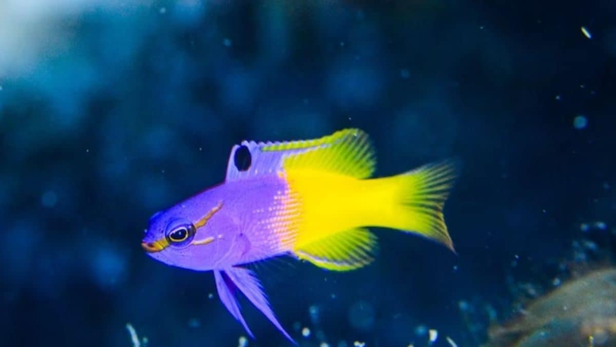 Golden Basslet To Platinum Arowana: 5 Most Expensive Fishes In The ...