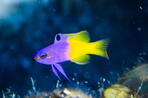 Golden Basslet To Platinum Arowana: 5 Most Expensive Fishes In The ...