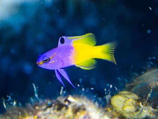 Golden Basslet To Platinum Arowana: 5 Most Expensive Fishes In The ...