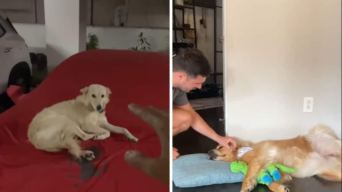 Dad Says No To Getting A Puppy And Now They Are Best Friends | Viral ...