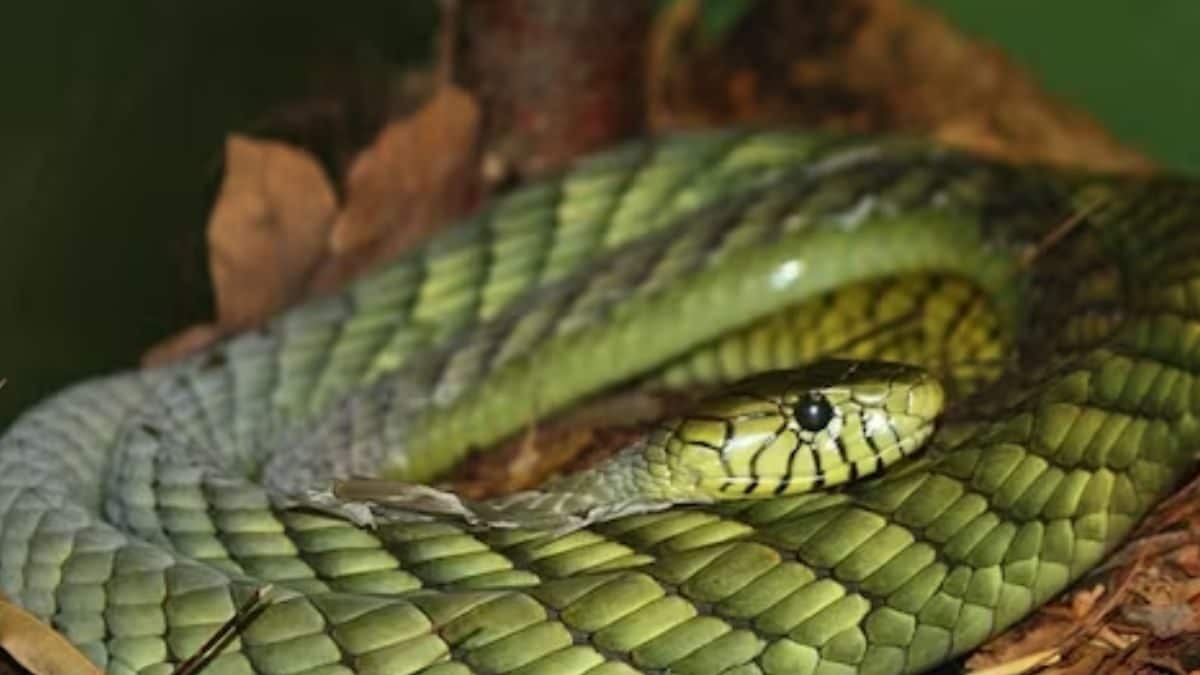 Venomous Green Mamba Snake On The Loose In Netherlands’ Tilburg; Police ...