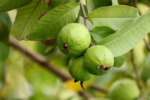 Radiant Skin To Weight Management, 5 Health Benefits Of Consuming Guava ...