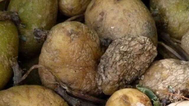 Gas From Rotten Potatoes Kills Russian Law Professor, Three Family ...