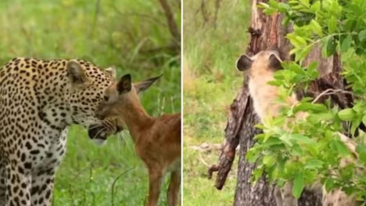 Watch: Leopard Saves Baby Impala From Hyena, Internet Users React ...