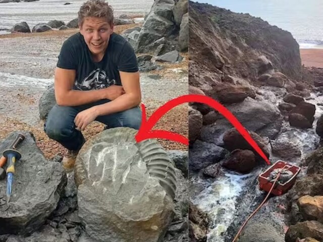 Giant-sized 115 Million Year Old Fossil Found On UK’s Isle Of Wight ...