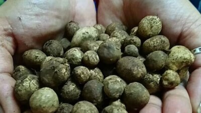 Most Expensive Vegetable In India Is Bastar Boda And It Costs ...