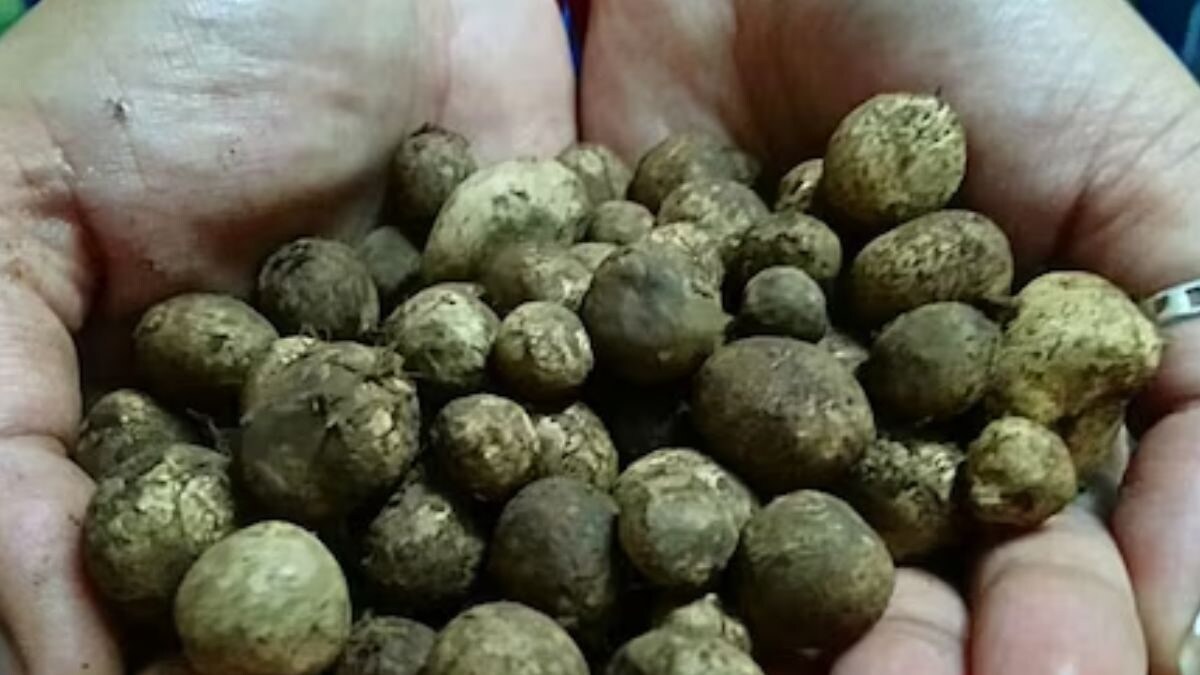 Most Expensive Vegetable In India Is Bastar Boda And It Costs... - News18