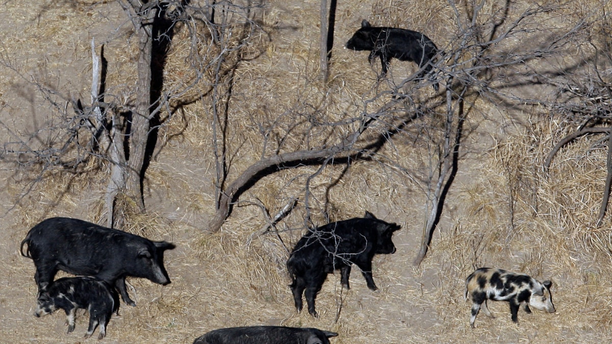 Canada's 'Super Pig' Invasion Threatens US Border States | World News ...