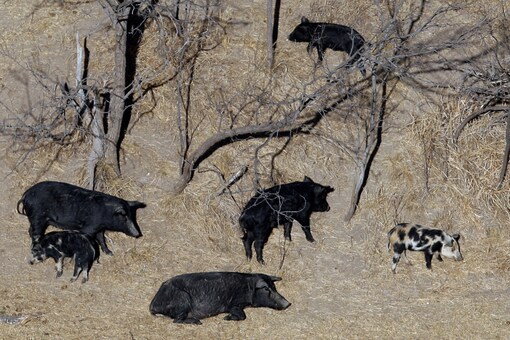 Canada's 'Super Pig' Invasion Threatens US Border States - News18