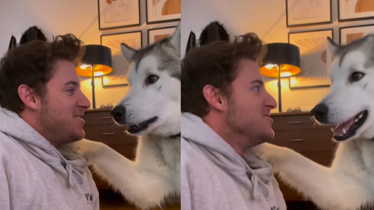 This Clip Of Furball Teaching ‘Dog Language’ To Owner Will Melt Your ...