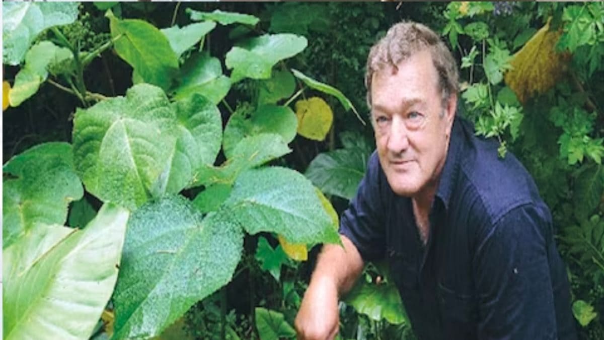 Why Gympie-Gympie, Known As The ‘Suicide Plant’, Is Considered Deadly ...