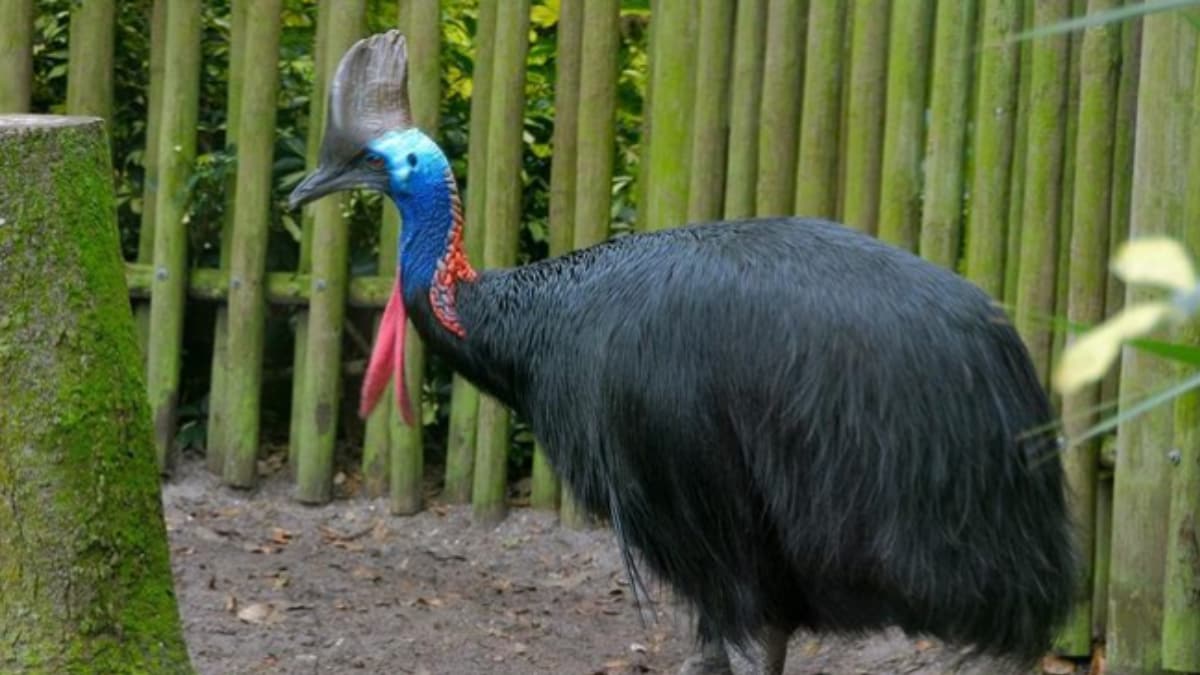 Worlds Most Dangerous Bird Spotted In Australia News18