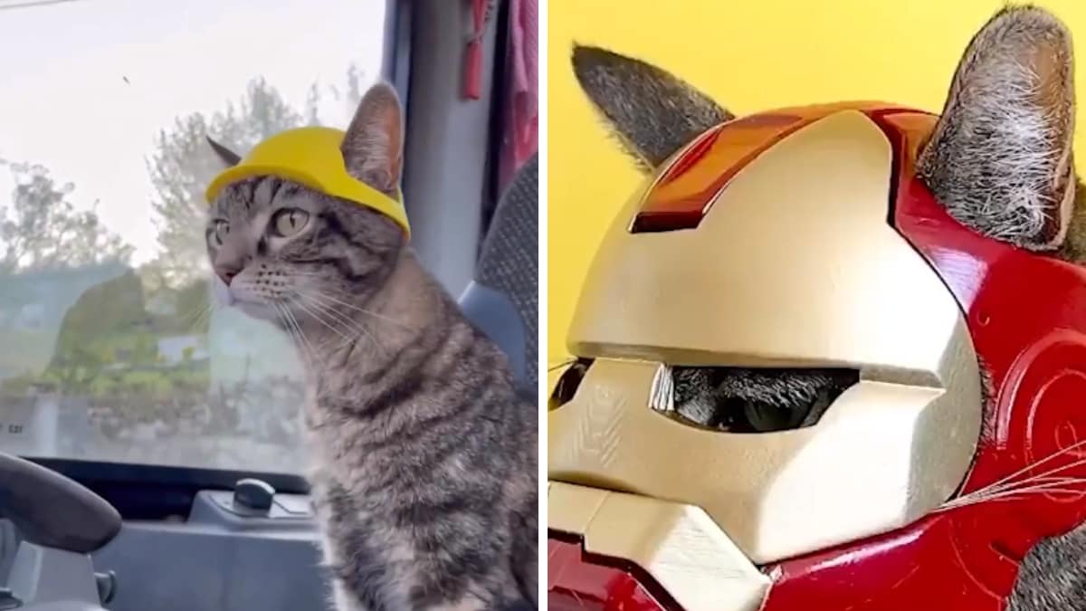 Meet Cathode, The Cat Who Loves Extreme Adventures | Viral News - News18