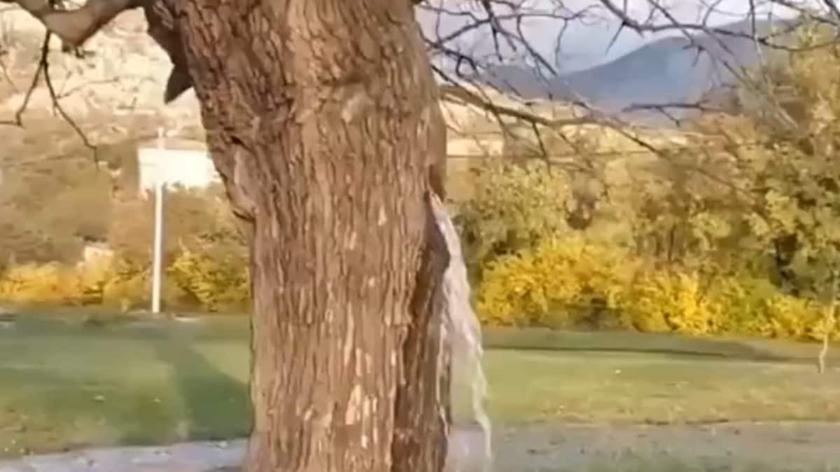 Spectacular: Water Gushes Out Of 150-Year-Old Mulberry Tree | Viral ...