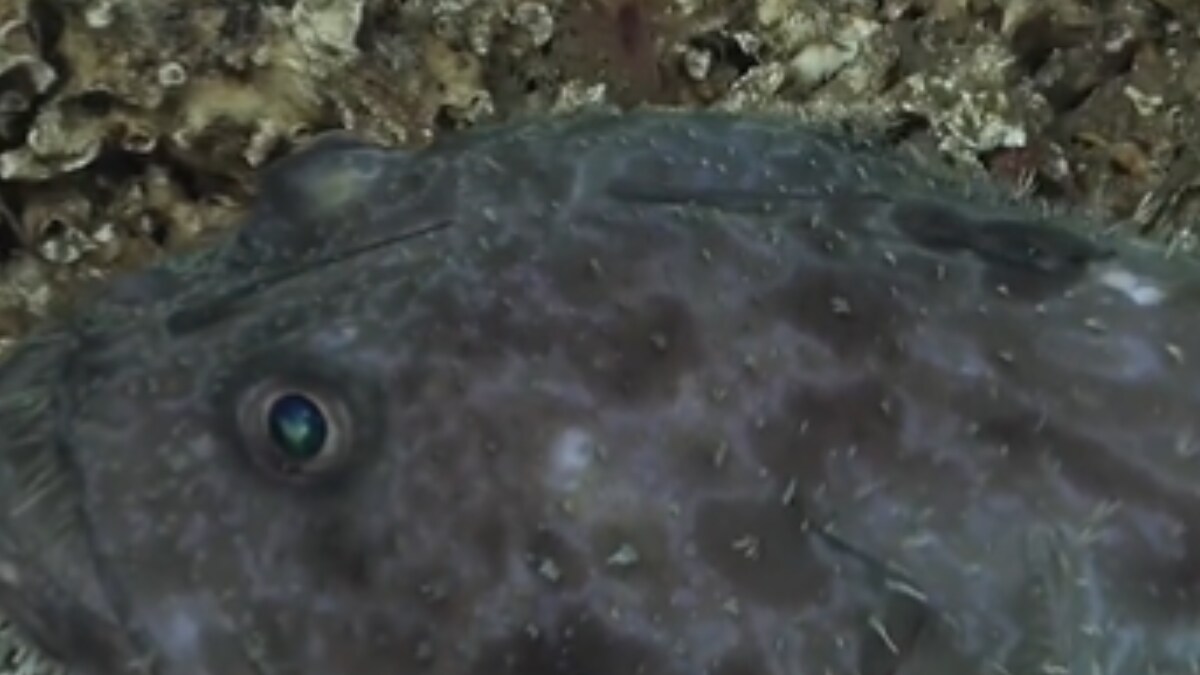 Watch: Schmidt Ocean Institute Shares The Terrifying Video Of Monkfish ...