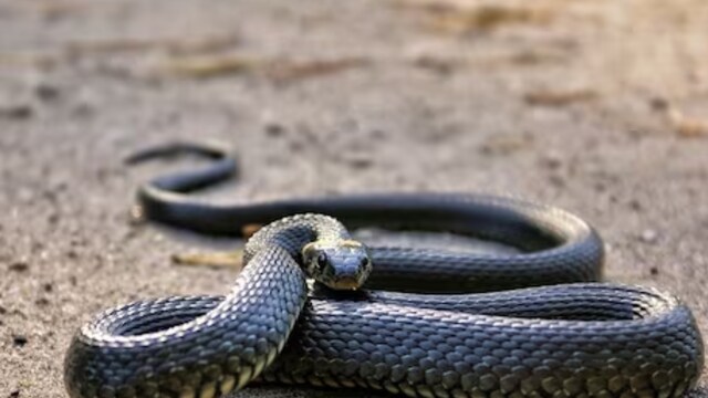 What Would Happen If We Drank Snake Venom | Viral News - News18