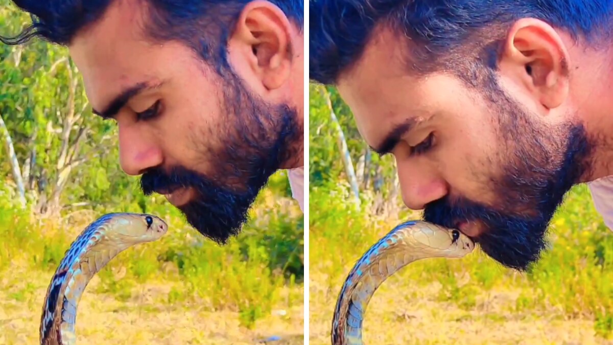 Viral Video Of Man Kissing King Cobra Is Petrifying Internet - News18