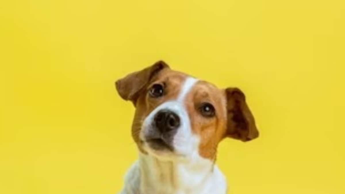 What Is Swiggy's New 'Paw-ternity' Policy For Employees? | Business ...