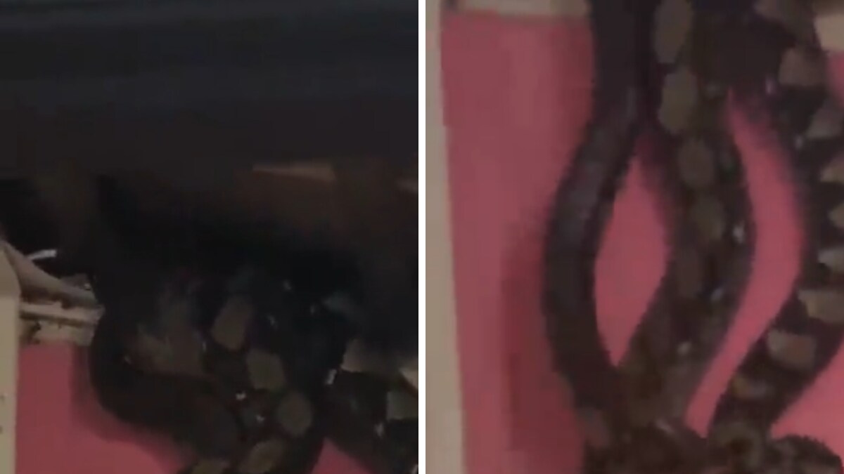 This Video Of Massive Snakes Falling Through Ceiling Is 'Straight ...