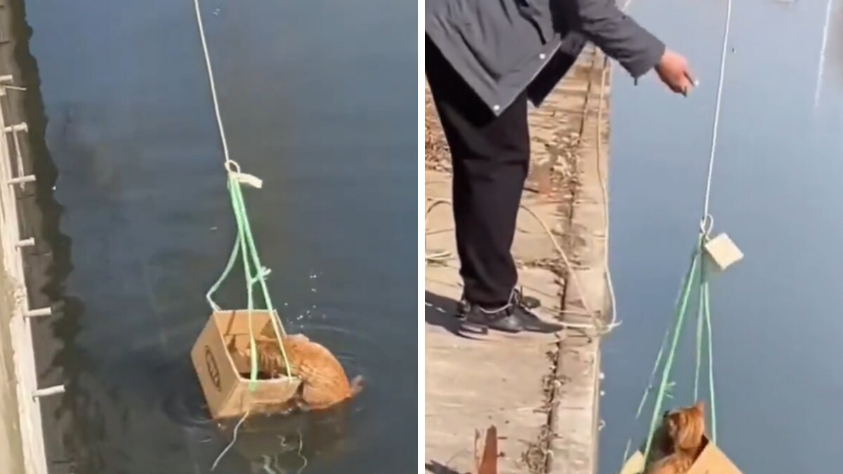 Man Rescues Stranded Cat Using A Box In This Wholesome Video - News18
