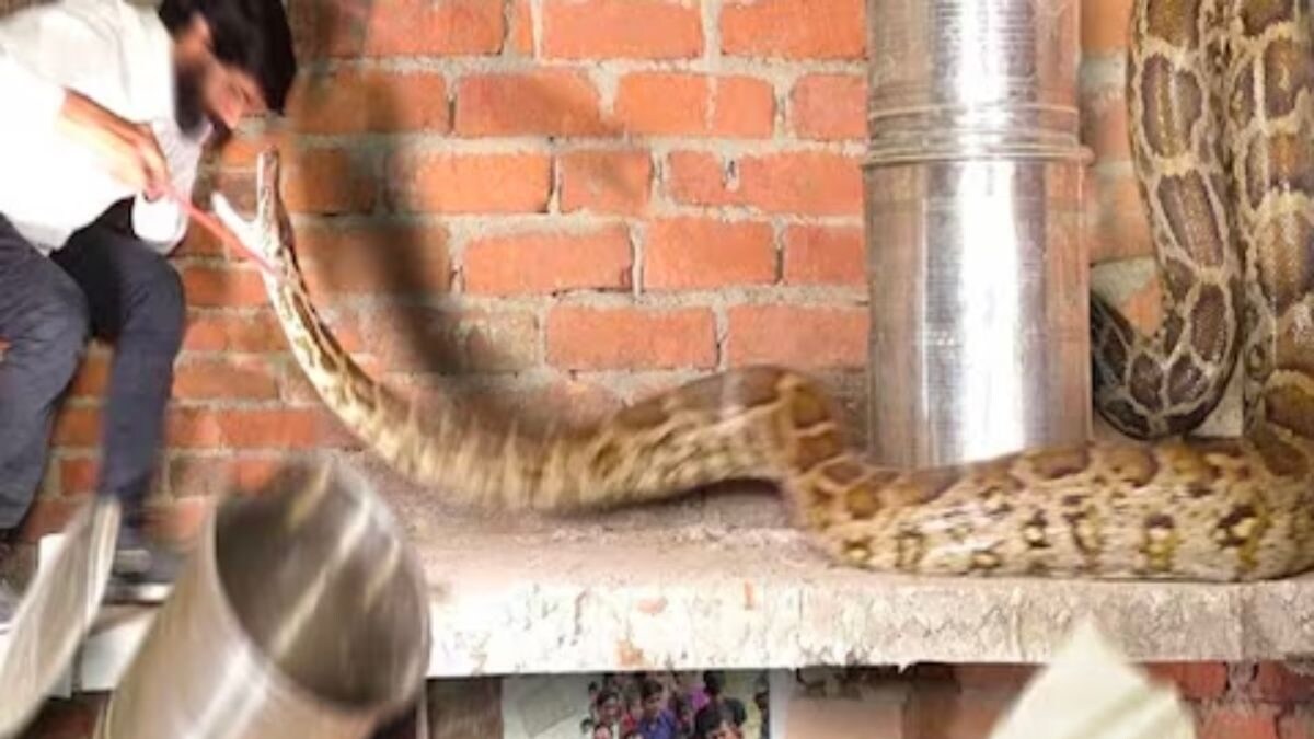 Watch: Rock Python Attacks Snake Handler Several Times Before Getting ...