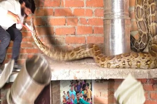 Watch: Rock Python Attacks Snake Handler Several Times Before Getting ...
