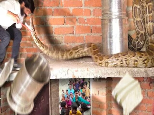 Watch: Rock Python Attacks Snake Handler Several Times Before Getting ...