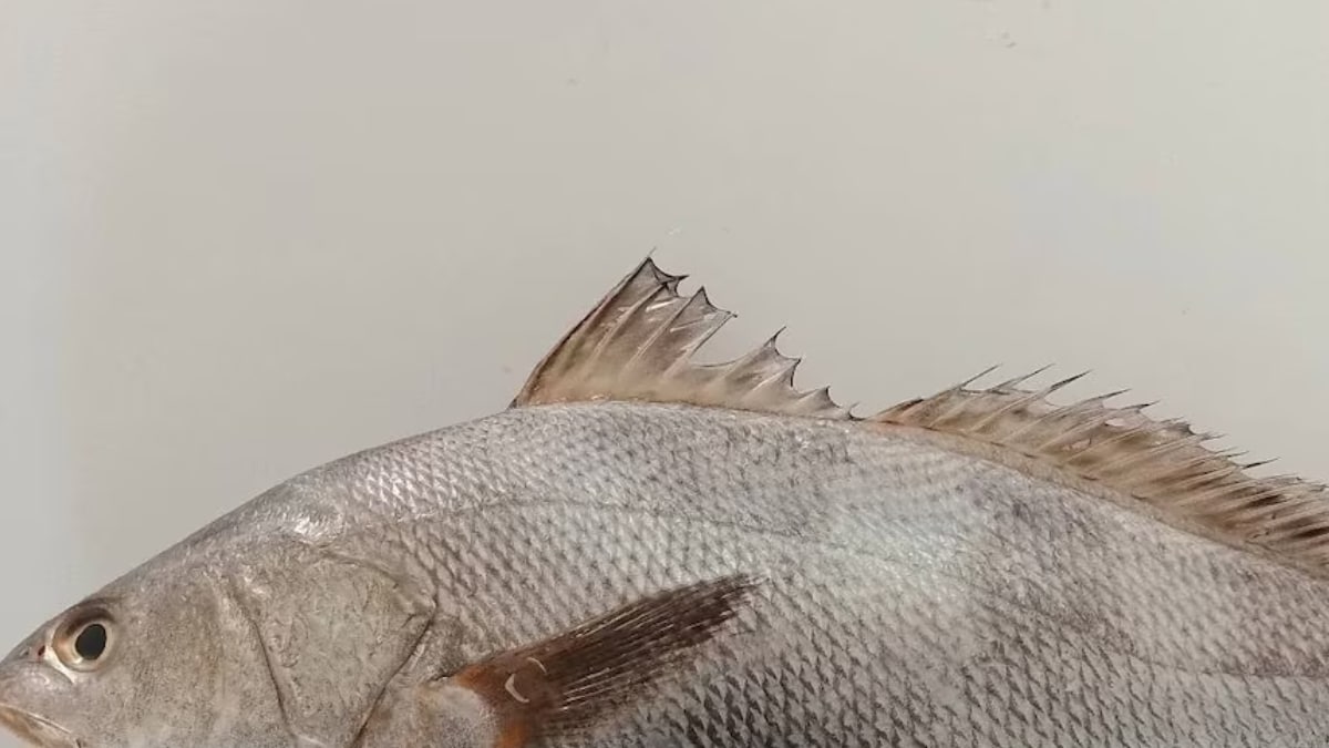 This Is Not A Drill: 'Ghol', The State Fish Of Gujarat, Costs More Than ...