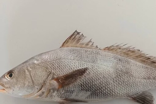 This Is Not A Drill: 'Ghol', The State Fish Of Gujarat, Costs More Than ...