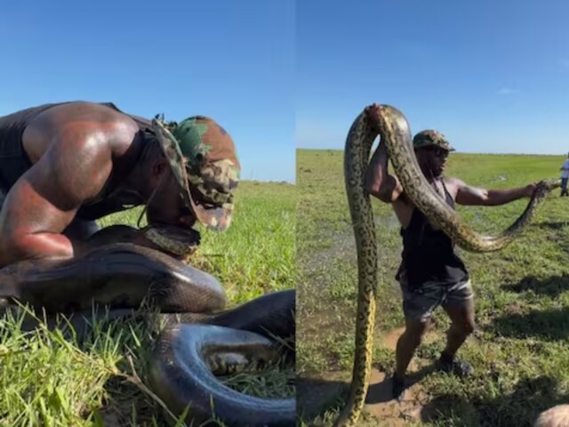 Viral Video Of Man Catching Anaconda With Bare Hands Will Give You ...