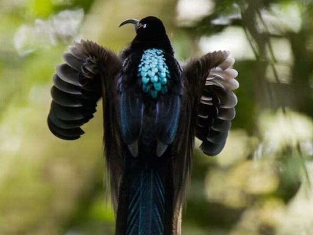 Watch: Black Sicklebill Bird's Machine Gun-Like Call Stuns Internet ...