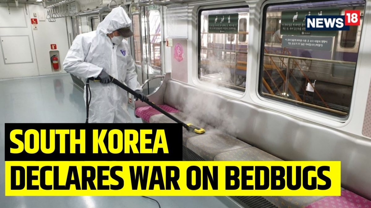 South Korea declares war on bedbugs following a wave of outbreaks - News18