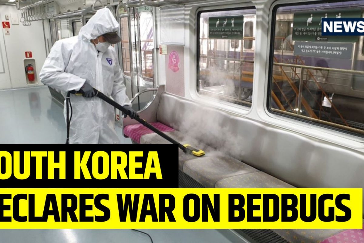 South Korea declares war on bedbugs following a wave of outbreaks - News18