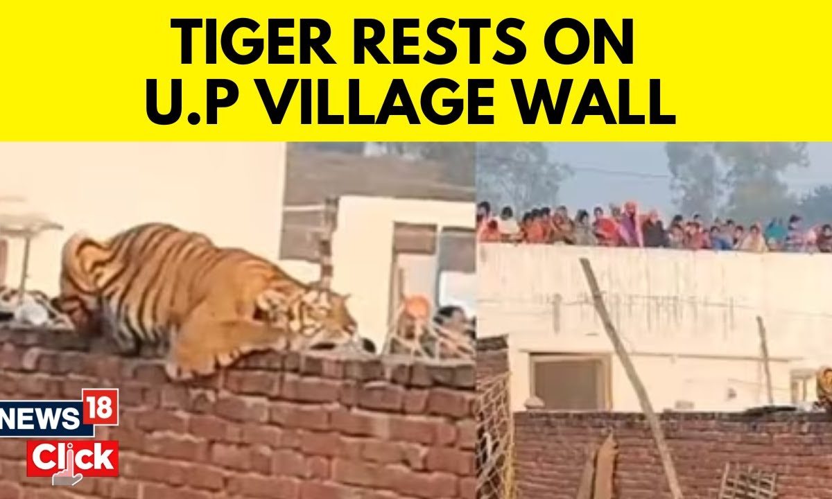 Tiger Rests On Wall As UP Village Waits For It To Be Captured | English ...