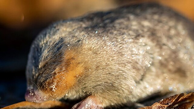 Golden Mole That Can Swim Through Sand Dunes, Presumed Extinct since ...