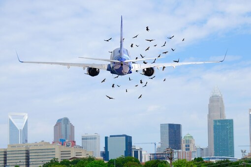 Numberspeak | Aircraft Bird Hit Incidents Report Significant Rise Since ...